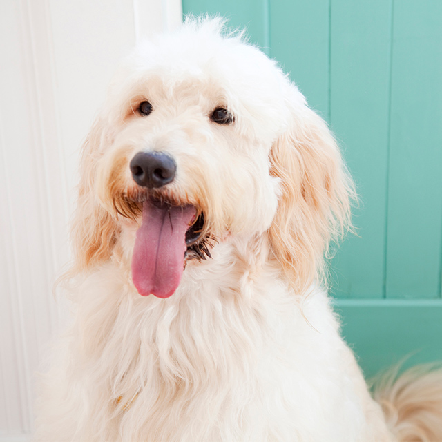 Dog Garden SHIDO｜香川県さぬき市にあるワンちゃんのためのサロン
