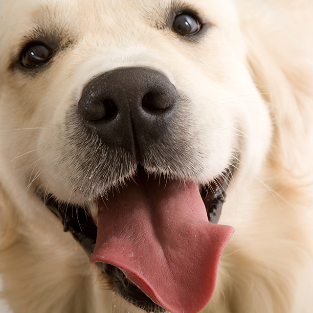 Dog Garden SHIDO｜香川県さぬき市にあるワンちゃんのためのサロン
