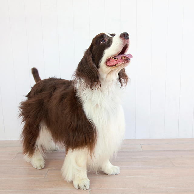 Dog Garden SHIDO｜香川県さぬき市にあるワンちゃんのためのサロン